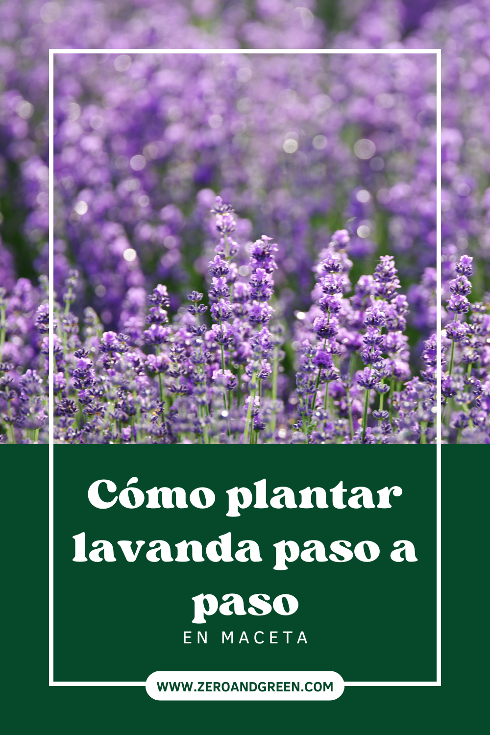 Cómo plantar lavanda paso a paso: cuidados, riego, poda