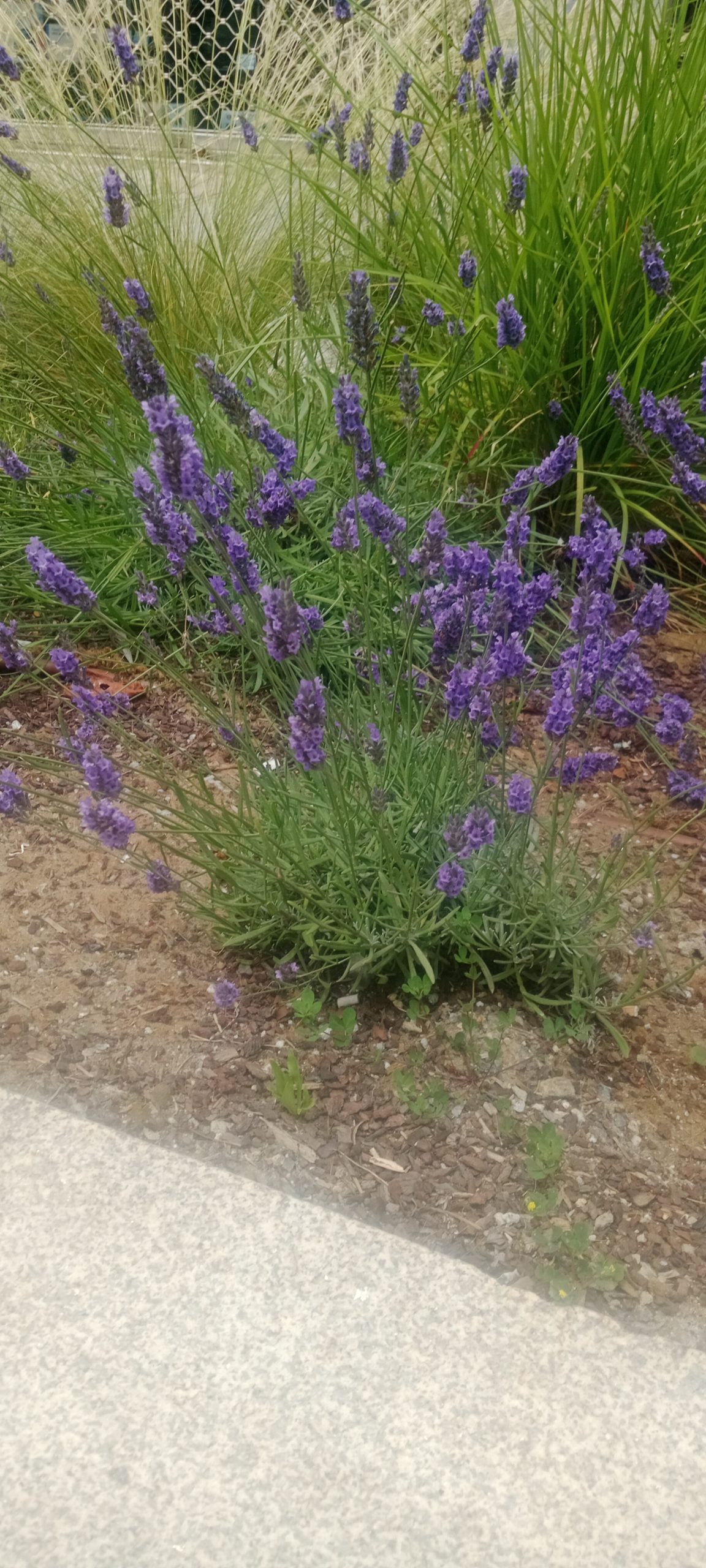 Cómo plantar lavanda paso a paso: cuidados, riego, poda