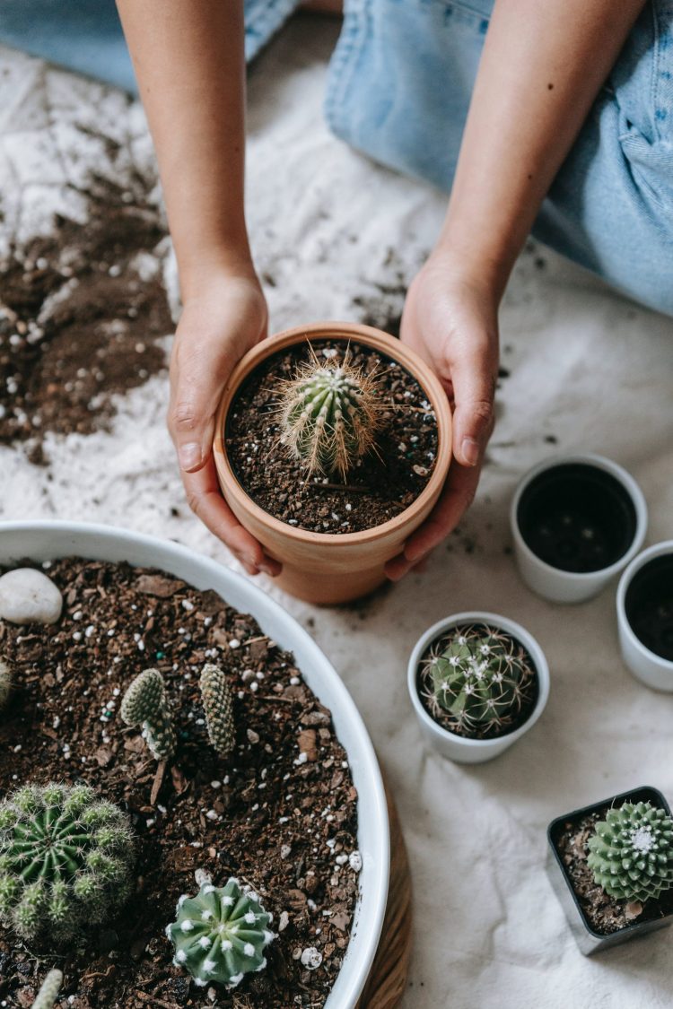 4 Plagas que afectan al cactus | Zero and Green